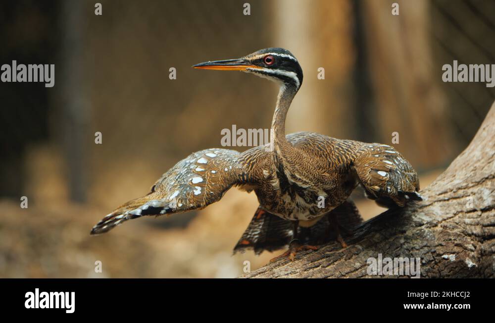 Bird graceful bird Stock Videos & Footage - HD and 4K Video Clips - Alamy