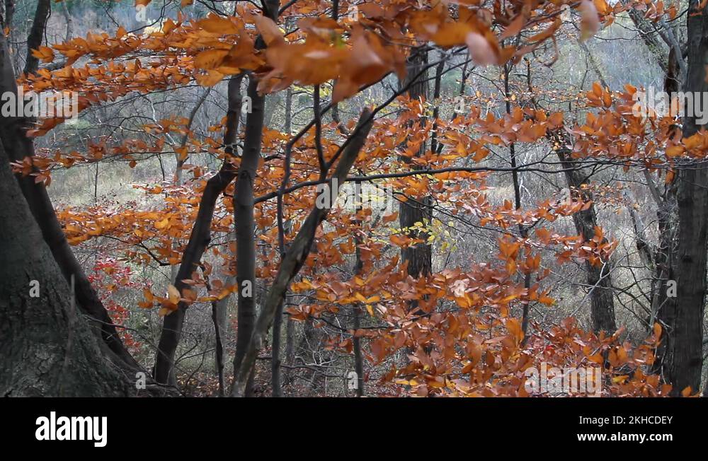 Rust colored leaves Stock Videos & Footage - HD and 4K Video Clips - Alamy