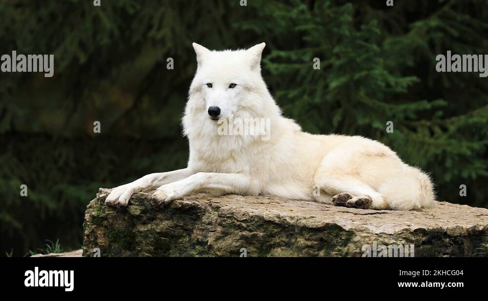 Howling animals Stock Videos & Footage - HD and 4K Video Clips - Alamy