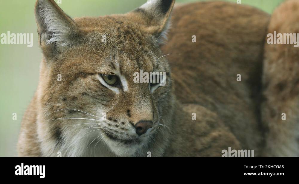 Lynx africa Stock Videos & Footage - HD and 4K Video Clips - Alamy