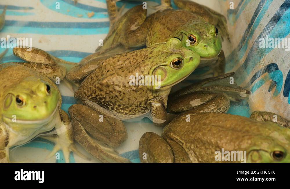Many frogs Stock Videos & Footage - HD and 4K Video Clips - Alamy