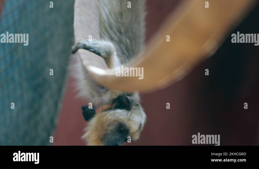 Expressive monkey Stock Videos & Footage - HD and 4K Video Clips - Alamy