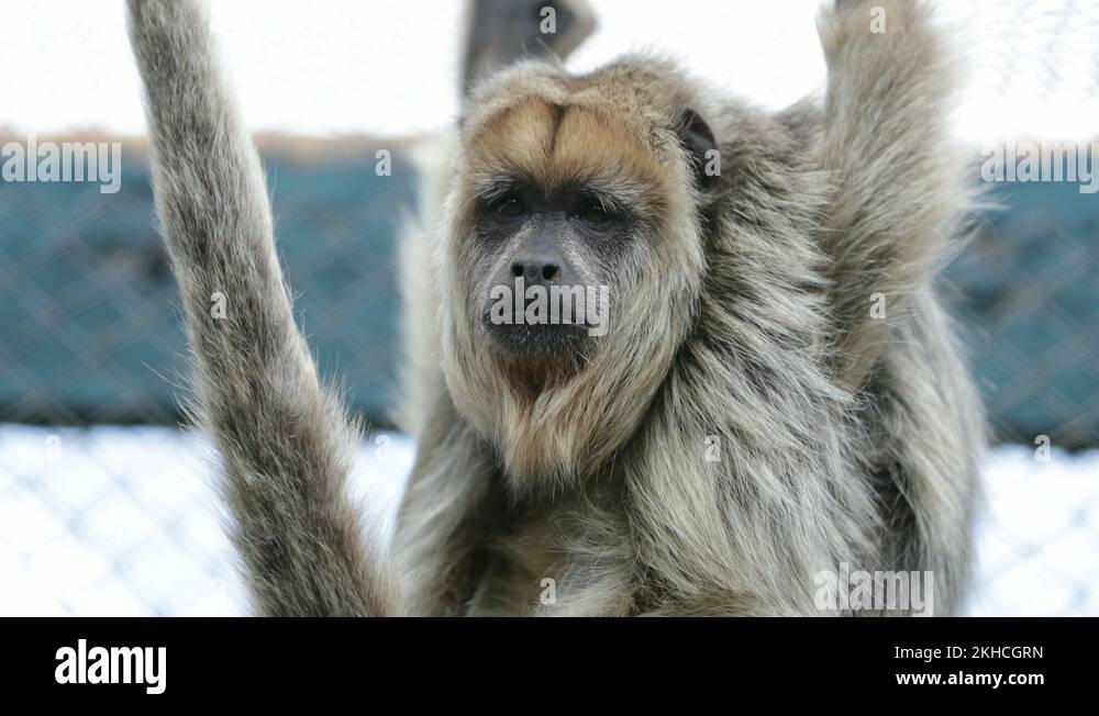 Monkey relax Stock Videos & Footage - HD and 4K Video Clips - Alamy