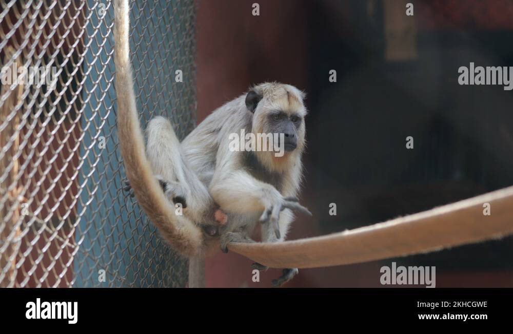 Scratching back monkey Stock Videos & Footage - HD and 4K Video Clips ...