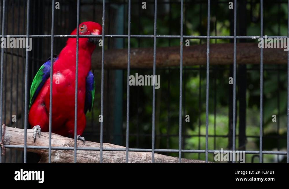 Bird that lives in trees Stock Videos & Footage - HD and 4K Video Clips ...