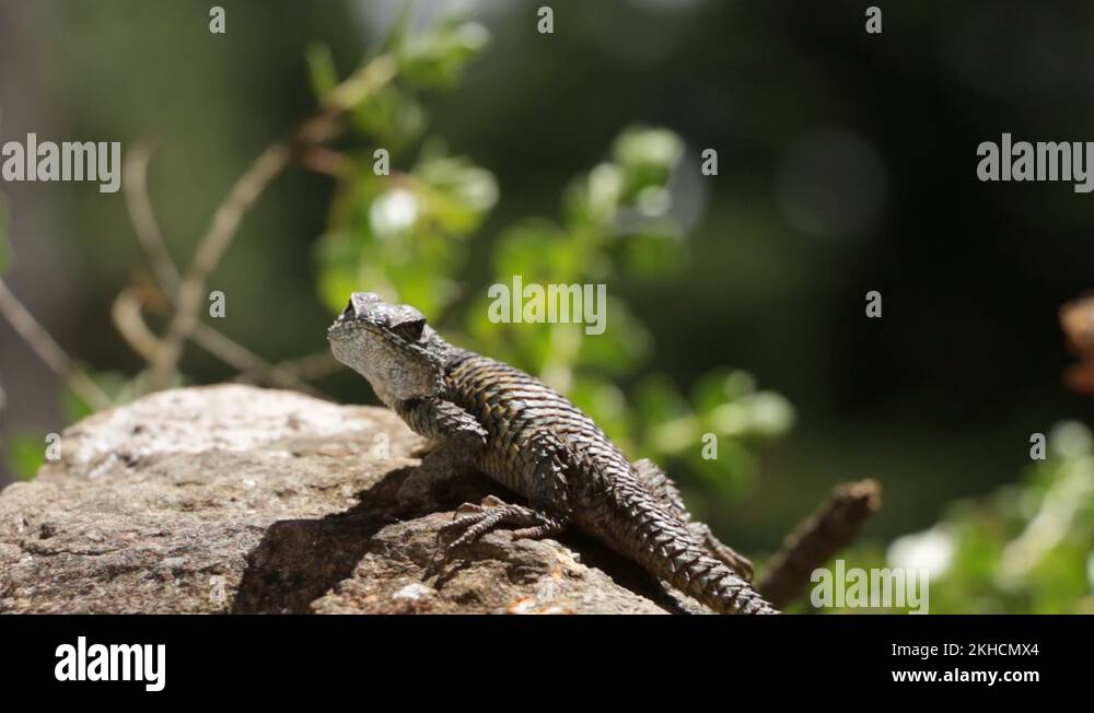 Spiny lizards of mexico Sceloporus mucronatus o S. torquatus Stock ...