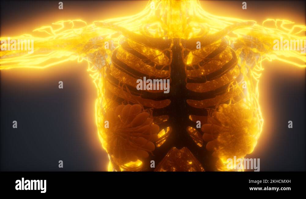 Colorful Human Body animation showing bones and organs Stock Video ...