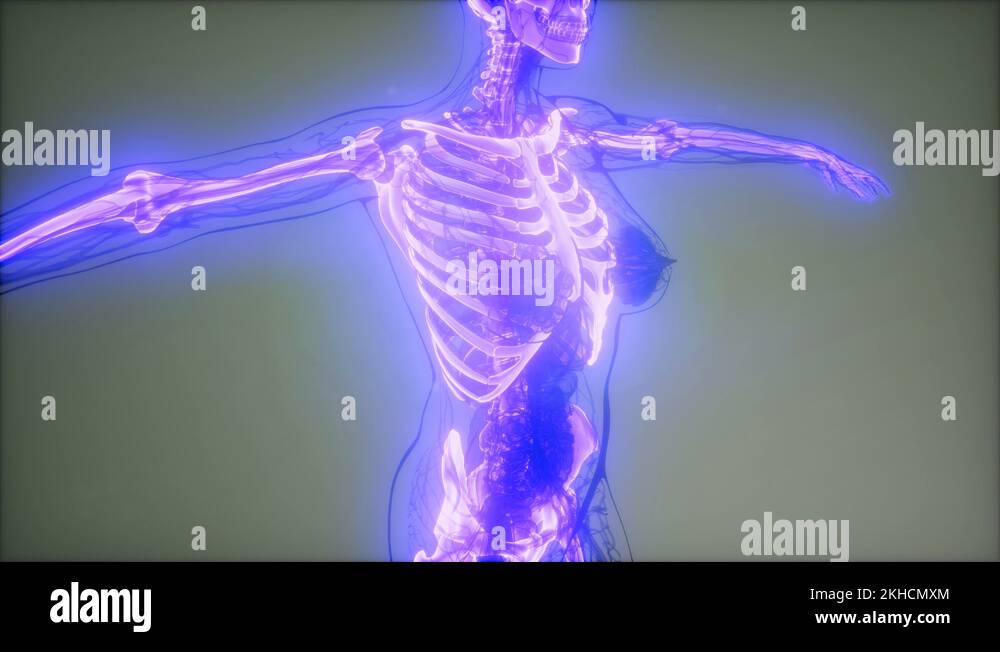 Transparent Human Body with Visible Bones Stock Video Footage - Alamy