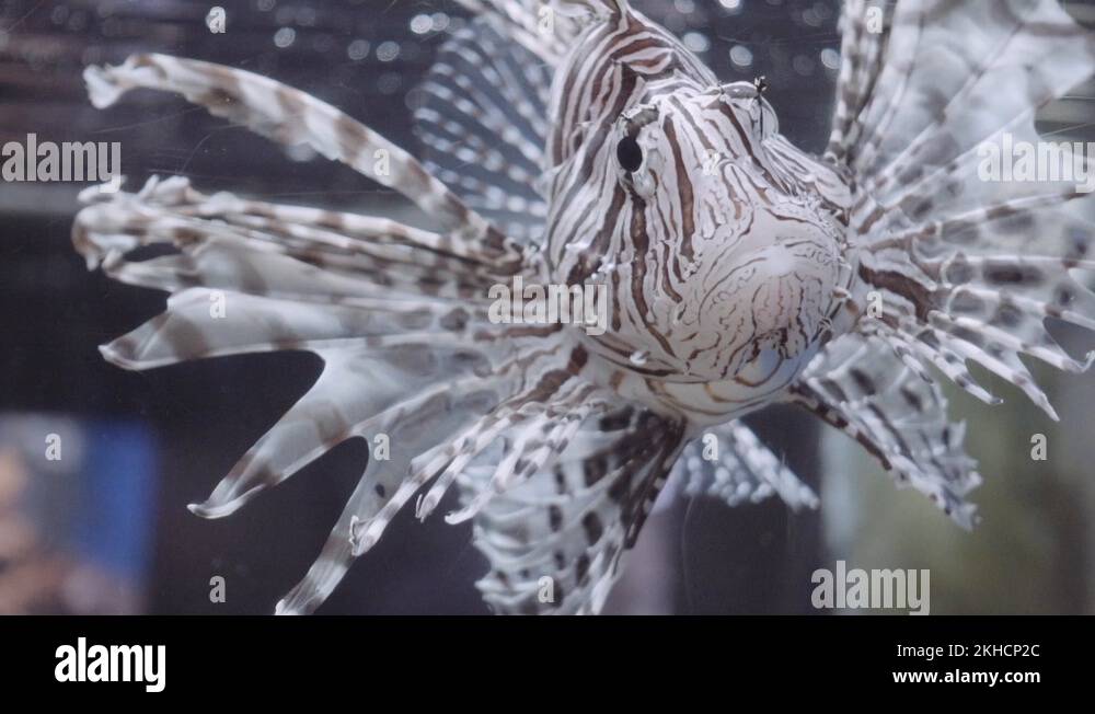 Venomous fishes Stock Videos & Footage - HD and 4K Video Clips - Alamy
