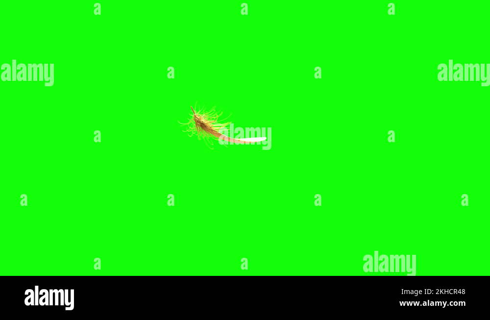 4K. Flying Golden Feather. Green Screen. Seamless Looping Stock Video ...