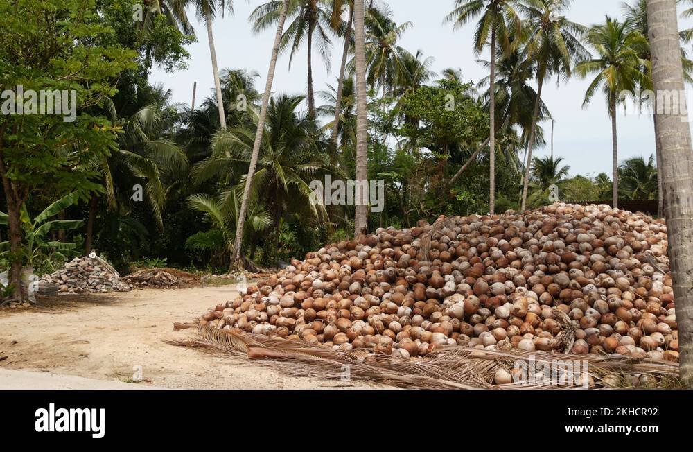 Coconut farm with nuts ready for oil and pulp production. Large piles ...