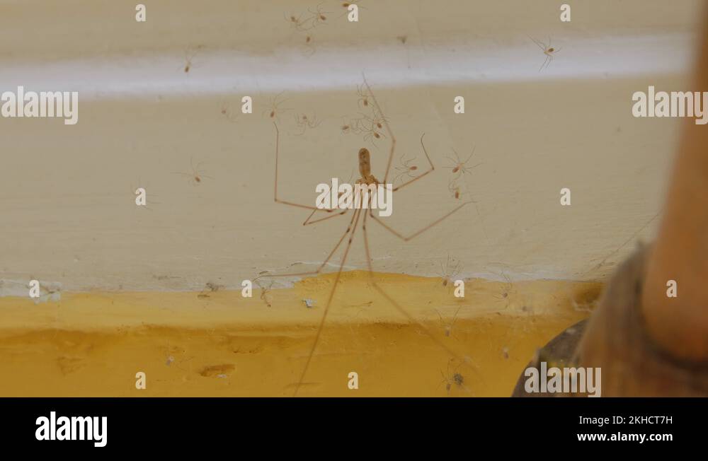 The Home Spiders House Indoors Stock Video Footage - Alamy