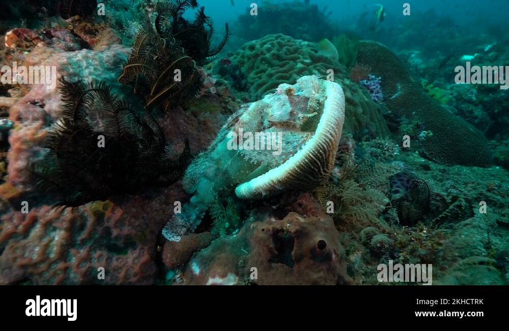 Stonefish on the reef in the Philippines Stock Video Footage - Alamy