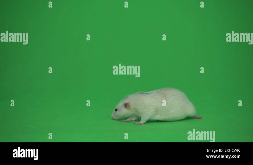 white rat walks on a green screen Stock Video Footage - Alamy