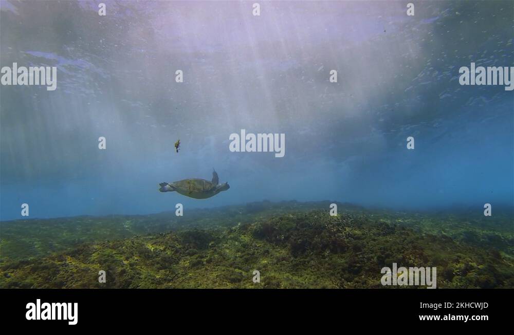 Sea turtle swimming in waves Stock Videos & Footage - HD and 4K Video ...