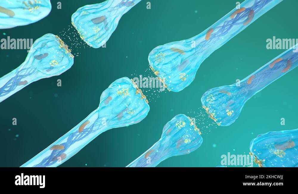 Synaptic transmission, nervous system receptors. Concept consciousness ... Synaptic transmission, nervous system receptors. Concept consciousness ...