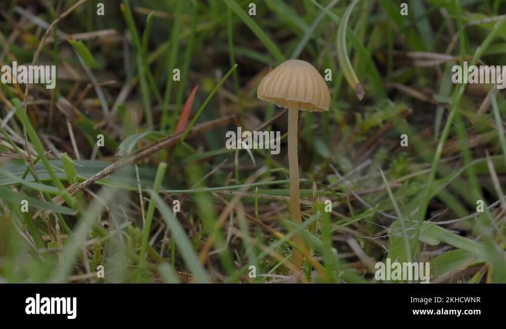 Mycenaceae Stock Videos & Footage - HD and 4K Video Clips - Alamy