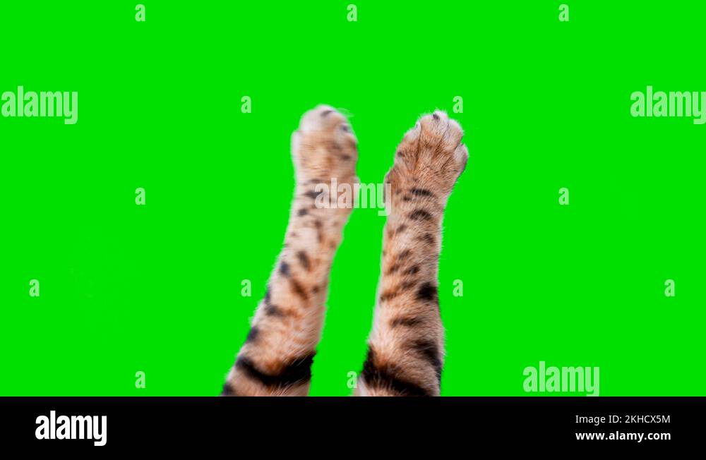 4K cat paws typing on green screen isolated with chroma key Stock Video ...
