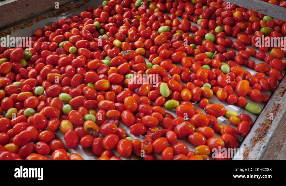 Many ripe tomatoes going fast on a conveyor line in tomato processing ...