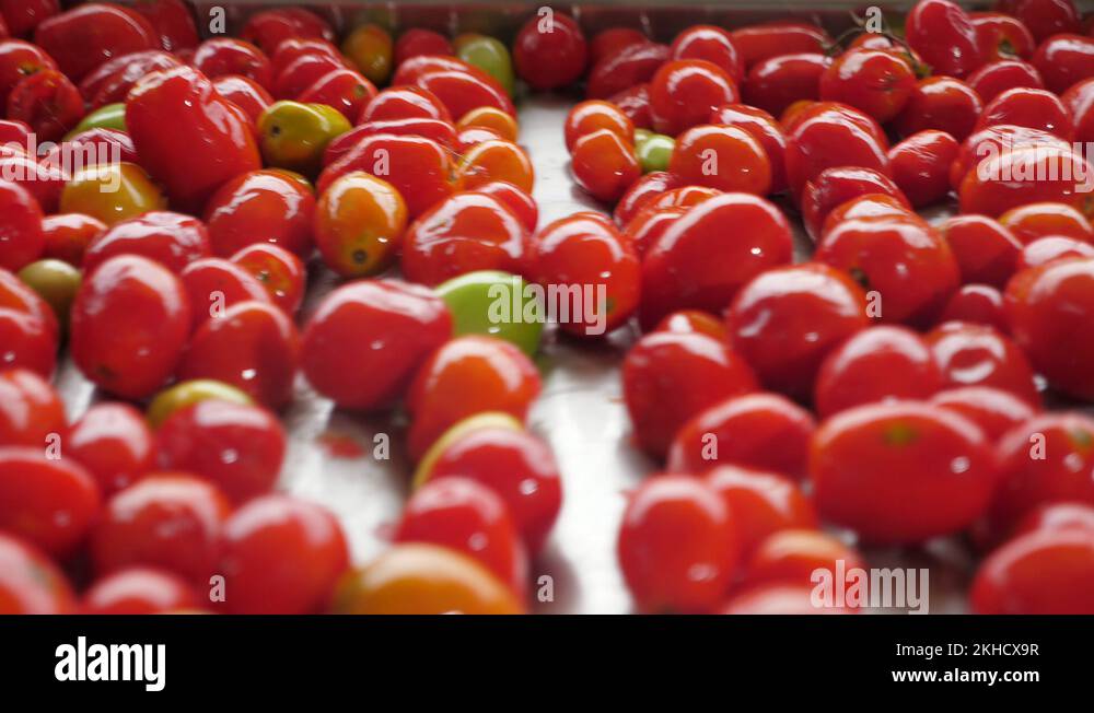 Piles of ripe tomatoes moving fast on a conveyor stripe in tomato ...