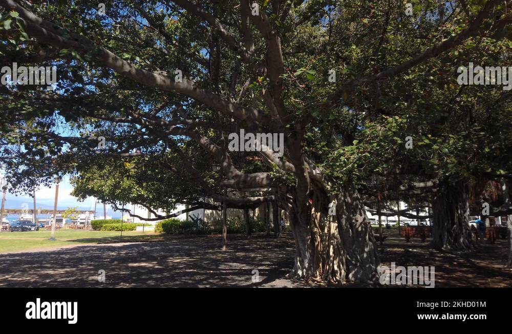 Huge Banyan tree in Courthouse square,Lahaina,Maui,USA Stock Video ...