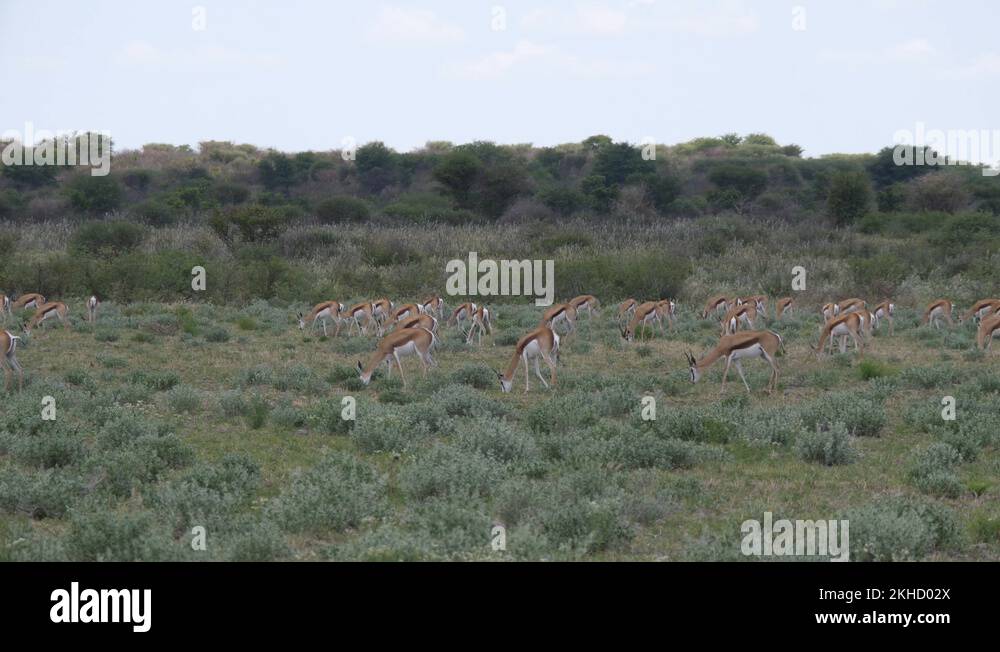 Springbok grazing Stock Videos & Footage - HD and 4K Video Clips - Alamy