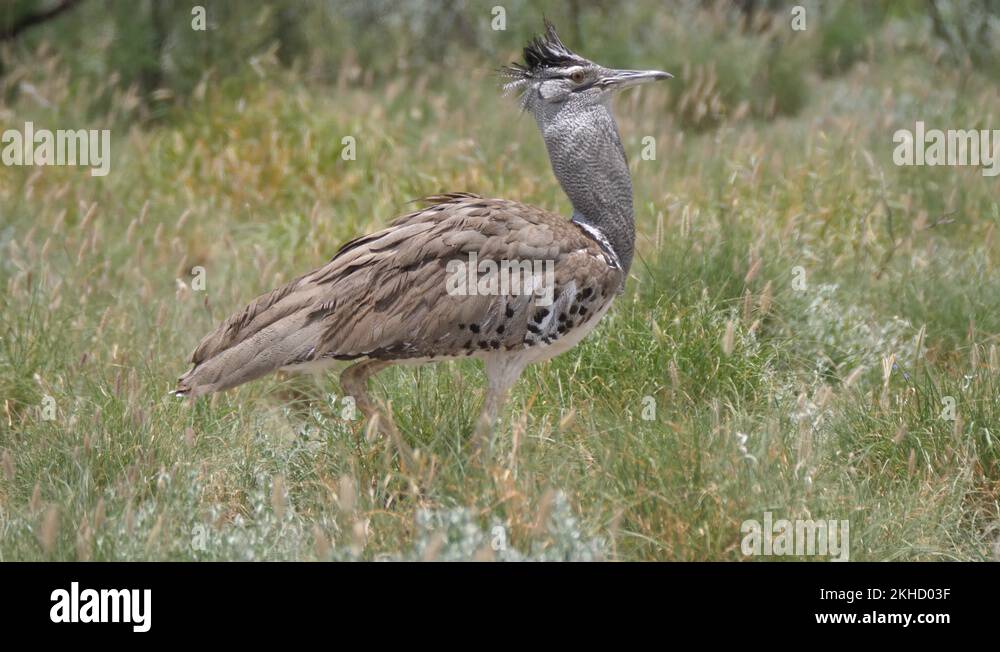 Kori bustard the largest flying bird native to Africa walking around ...