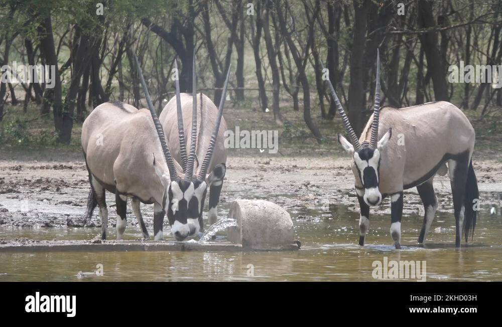 Gemsbok walking Stock Videos & Footage - HD and 4K Video Clips - Alamy