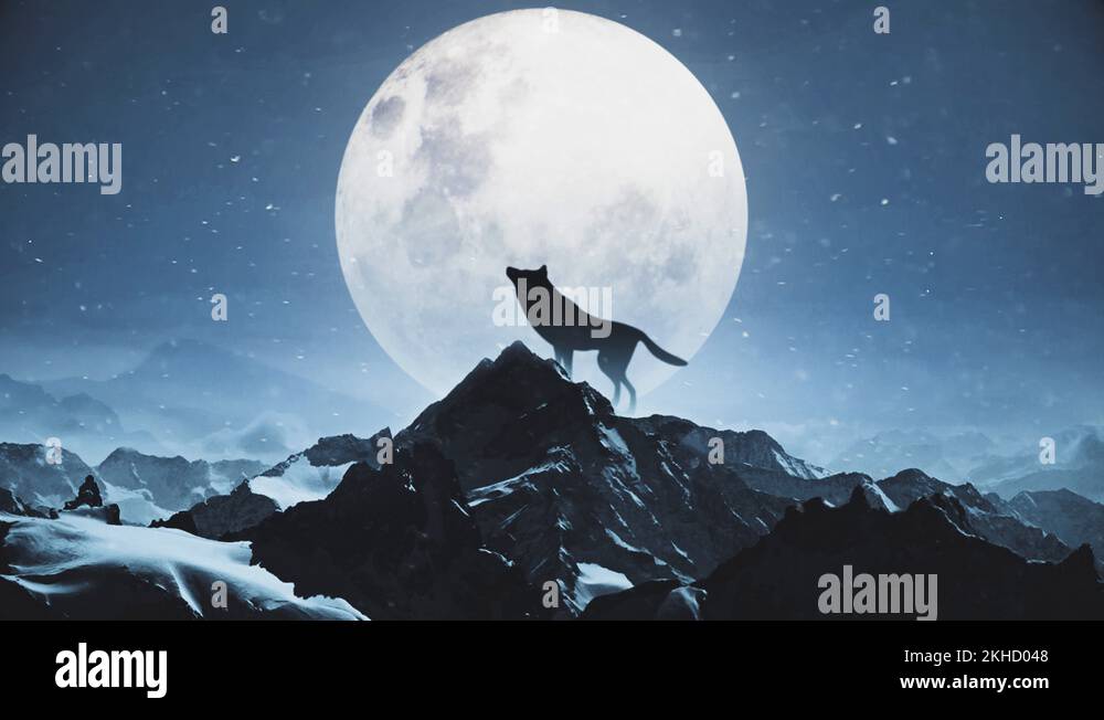 Howling at the moon Stock Videos & Footage - HD and 4K Video Clips - Alamy