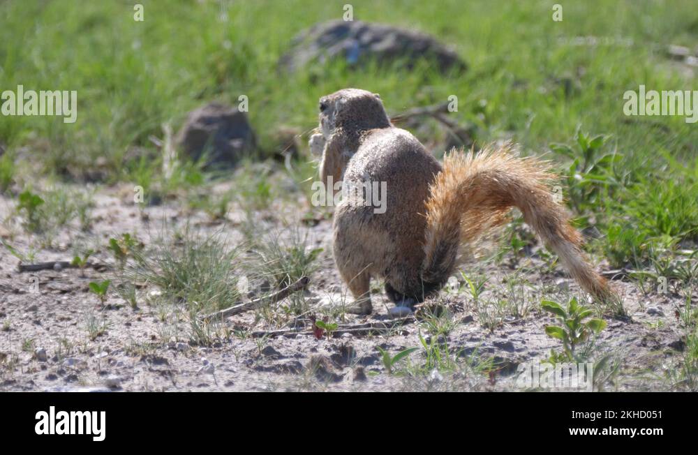 Ground squirrel eating grass Stock Videos & Footage - HD and 4K Video Clips - Alamy