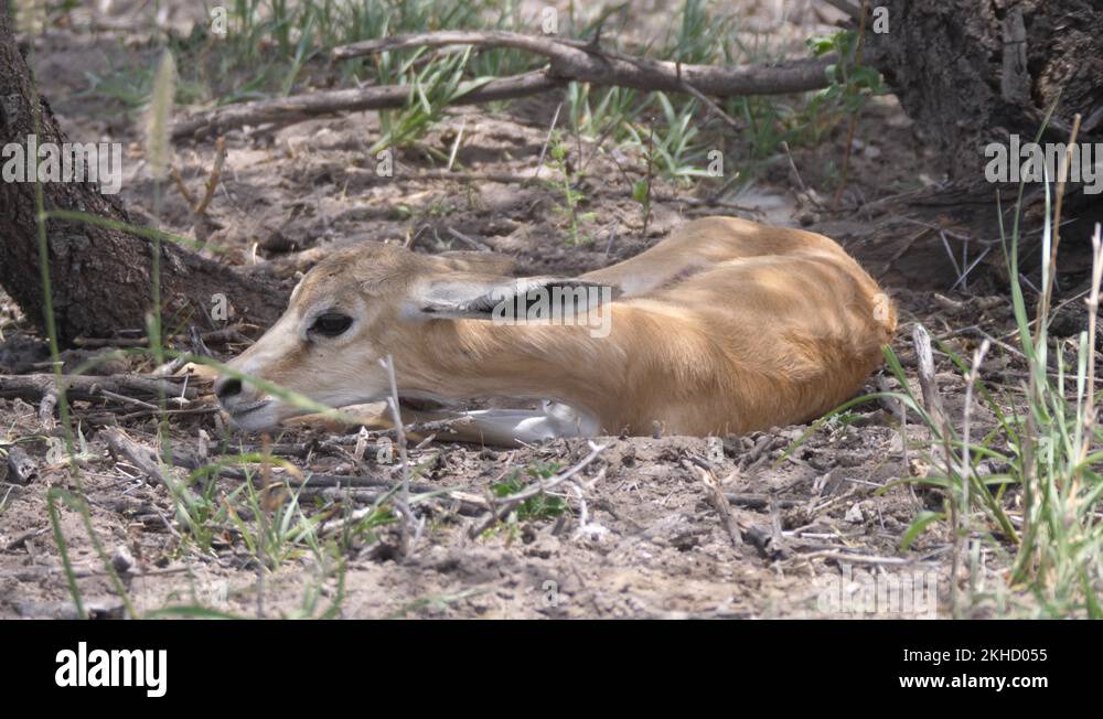 Laying under a tree Stock Videos & Footage - HD and 4K Video Clips - Alamy