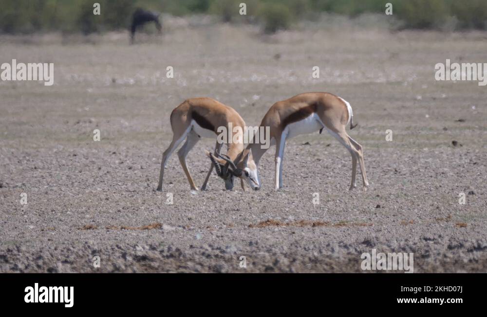 Springbok with horns Stock Videos & Footage - HD and 4K Video Clips - Alamy