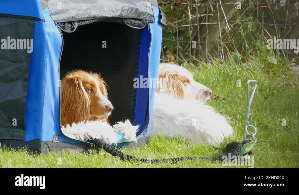 Peg dogs Stock Videos & Footage - HD and 4K Video Clips - Alamy