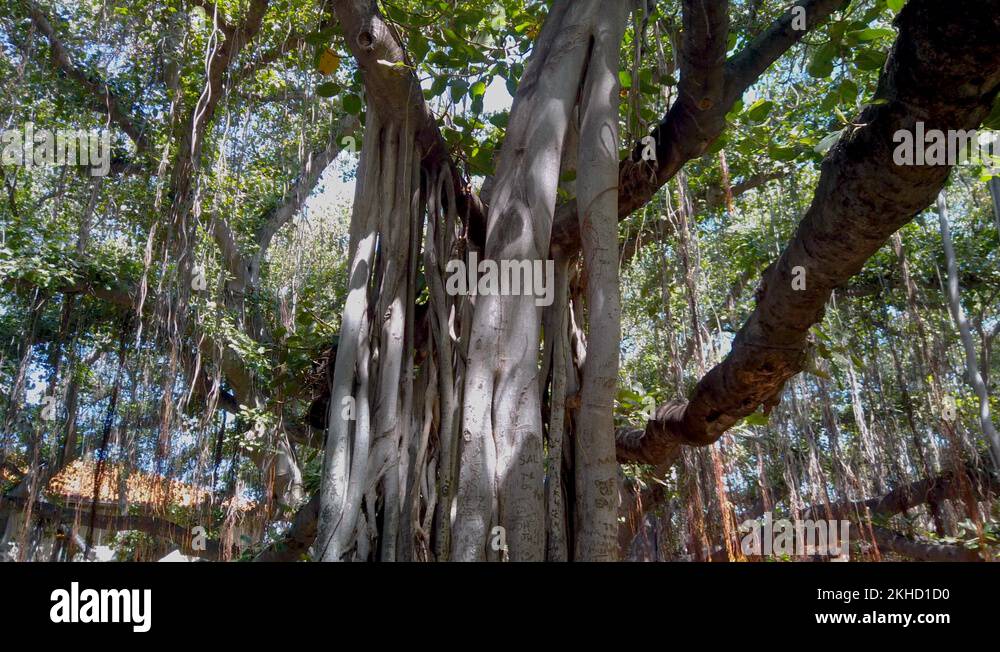 Huge Banyan tree in Courthouse square,Lahaina,Maui,USA Stock Video ...