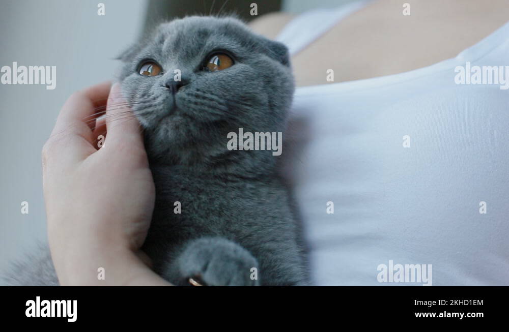 Woman pet her lop-eared british grey kitten who sitting in her arms ...