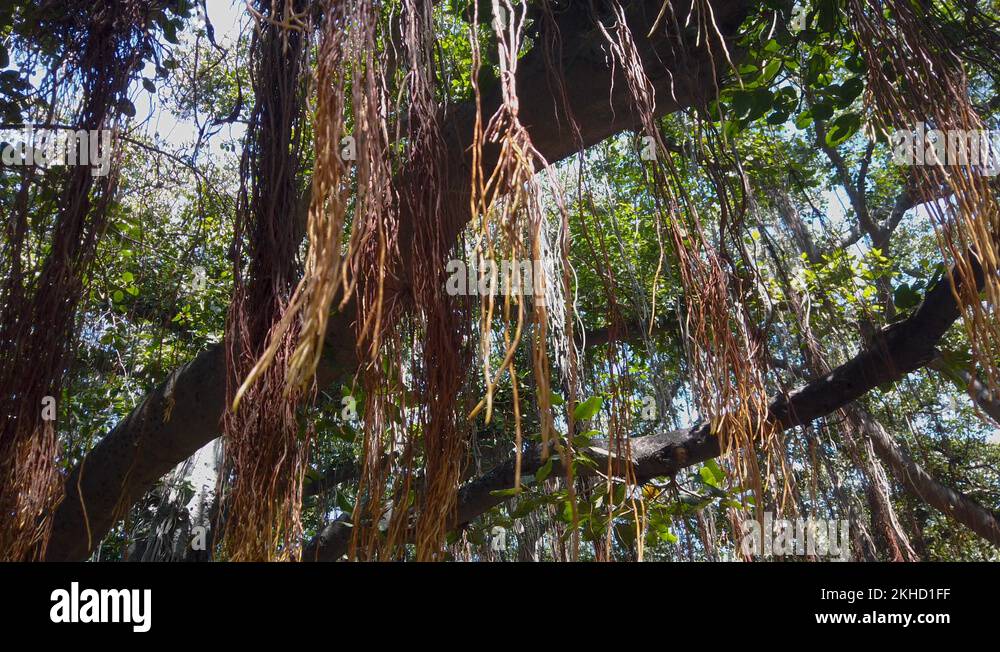 Huge Banyan tree in Courthouse square,Lahaina,Maui,USA Stock Video ...