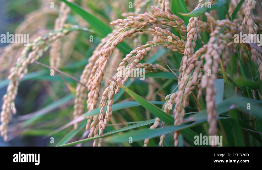 Short grain rice paddy Stock Videos & Footage - HD and 4K Video Clips ...