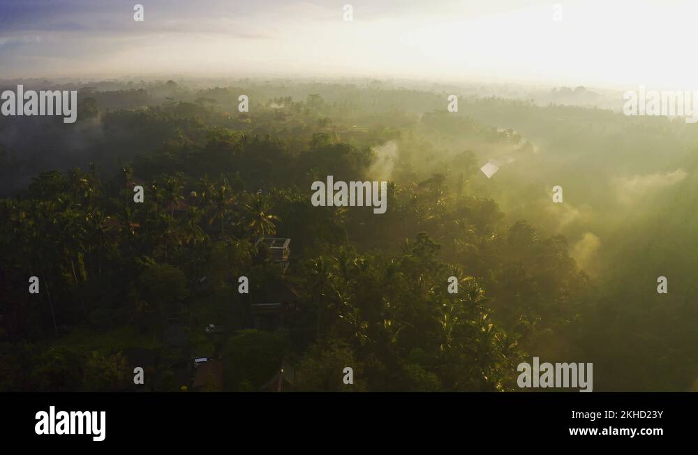 Morning fog and rain over the brazilian rainforest of the Amazonas ...