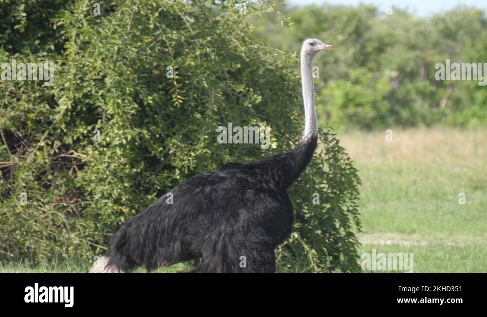 Ostrich stands Stock Videos & Footage - HD and 4K Video Clips - Alamy