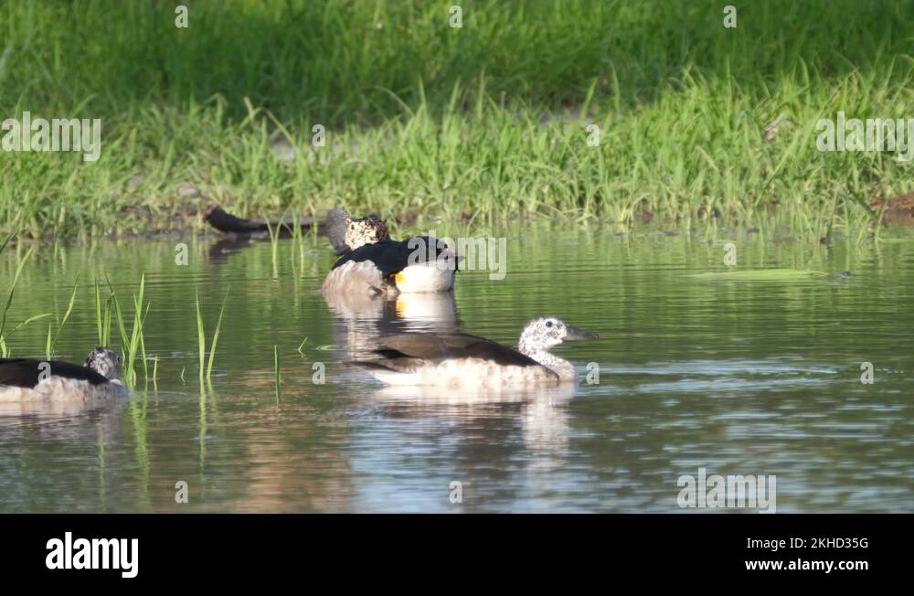 African ducks Stock Videos & Footage - HD and 4K Video Clips - Alamy