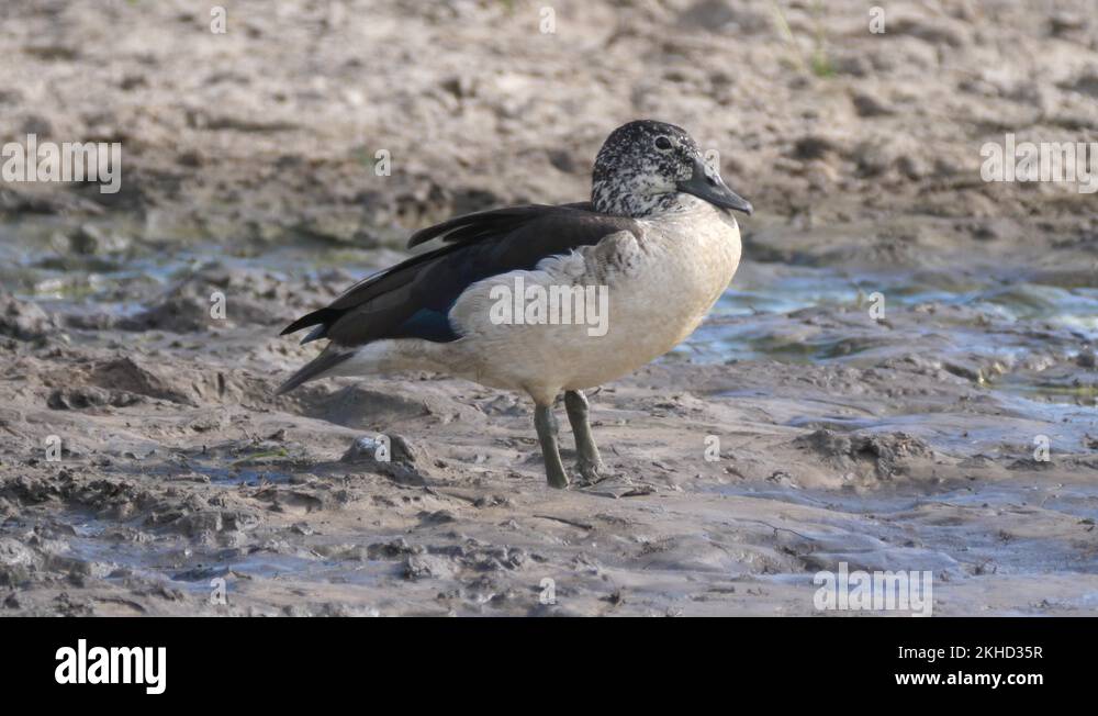 Female comb duck Stock Videos & Footage - HD and 4K Video Clips - Alamy