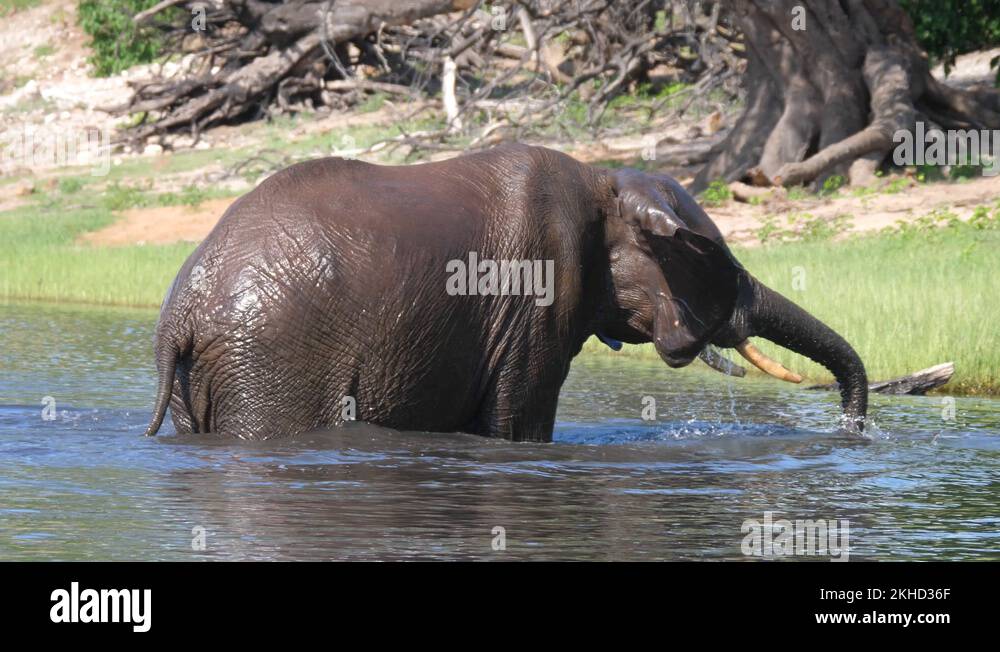 Elephant lake Stock Videos & Footage - HD and 4K Video Clips - Alamy