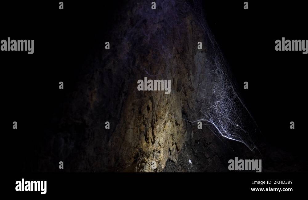 Spider in cave Stock Videos & Footage - HD and 4K Video Clips - Alamy