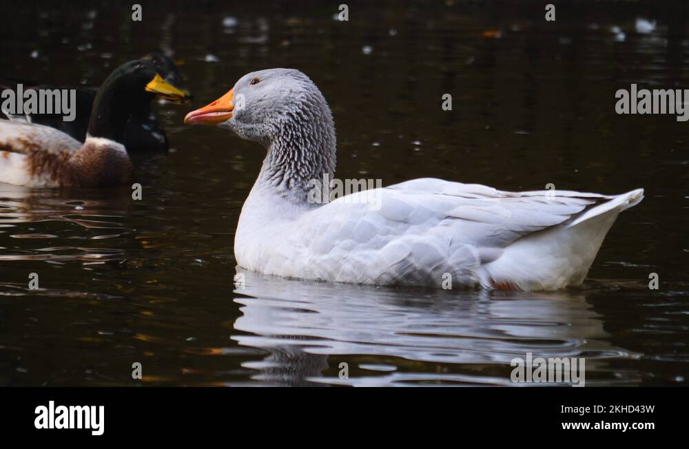Grey goose waterfowl Stock Videos & Footage - HD and 4K Video Clips - Alamy