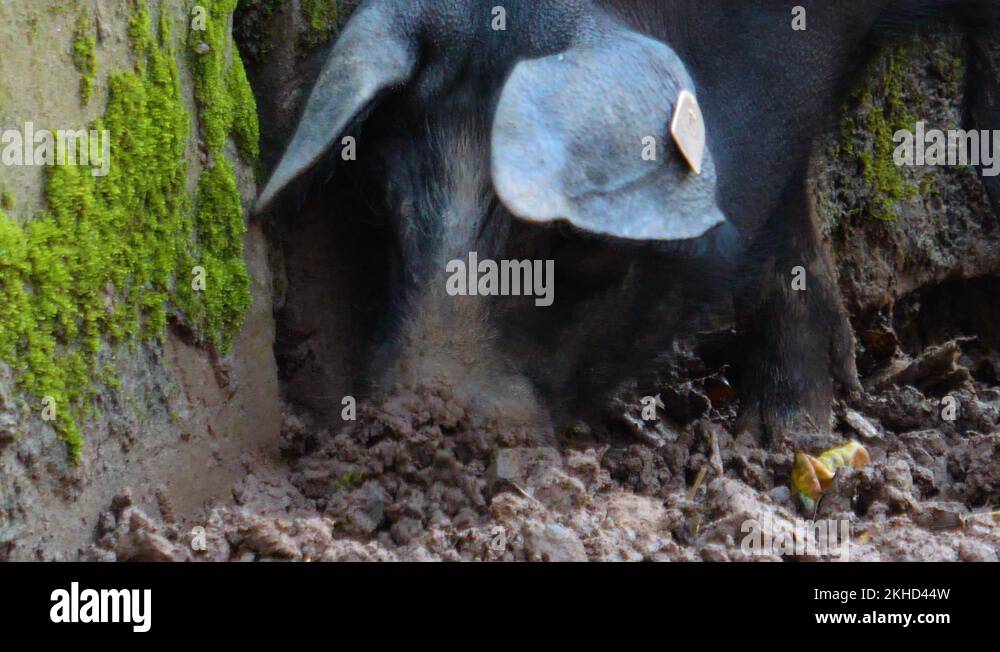 Pig head Stock Videos & Footage - HD and 4K Video Clips - Alamy