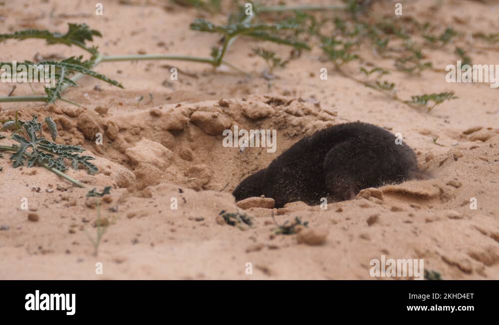 Desert mole rat Stock Videos & Footage - HD and 4K Video Clips - Alamy
