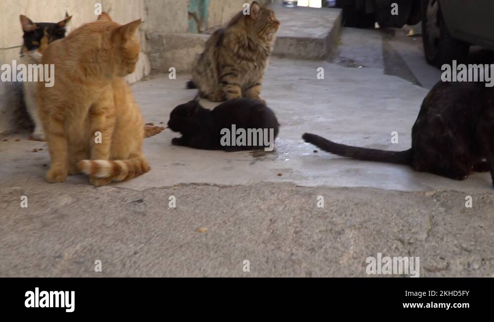 Headless Stock Videos & Footage - HD and 4K Video Clips - Alamy