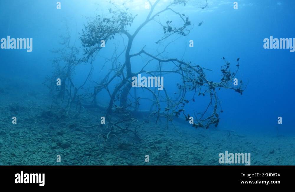 tree underwater fallen in sea scuba divers to see Stock Video Footage ...