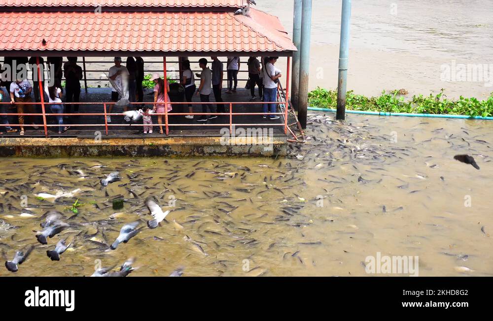 Fish of chao phraya river Stock Videos & Footage - HD and 4K Video ...