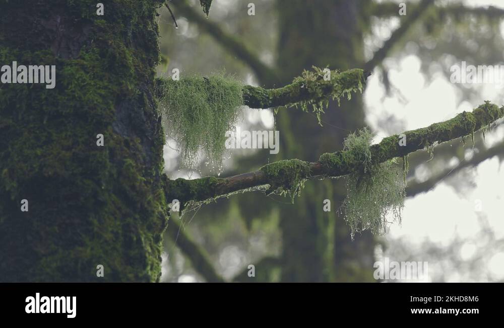 Drops of water on moss blowing with the wind in the forest of "Paul da ...